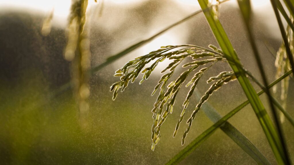 Rice Breeding Takes a Giant Leap - Views on Agriculture